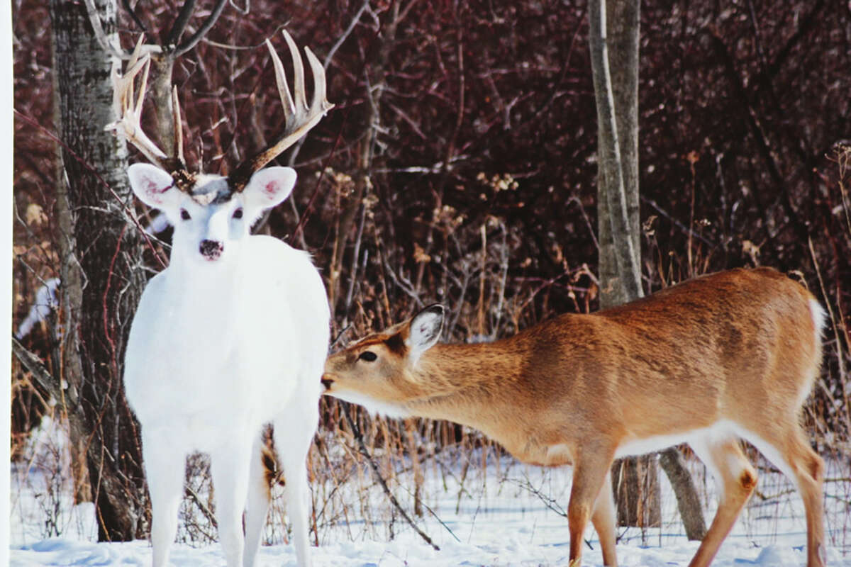 Rare deer face uncertain fate