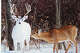 Rare deer face uncertain fate