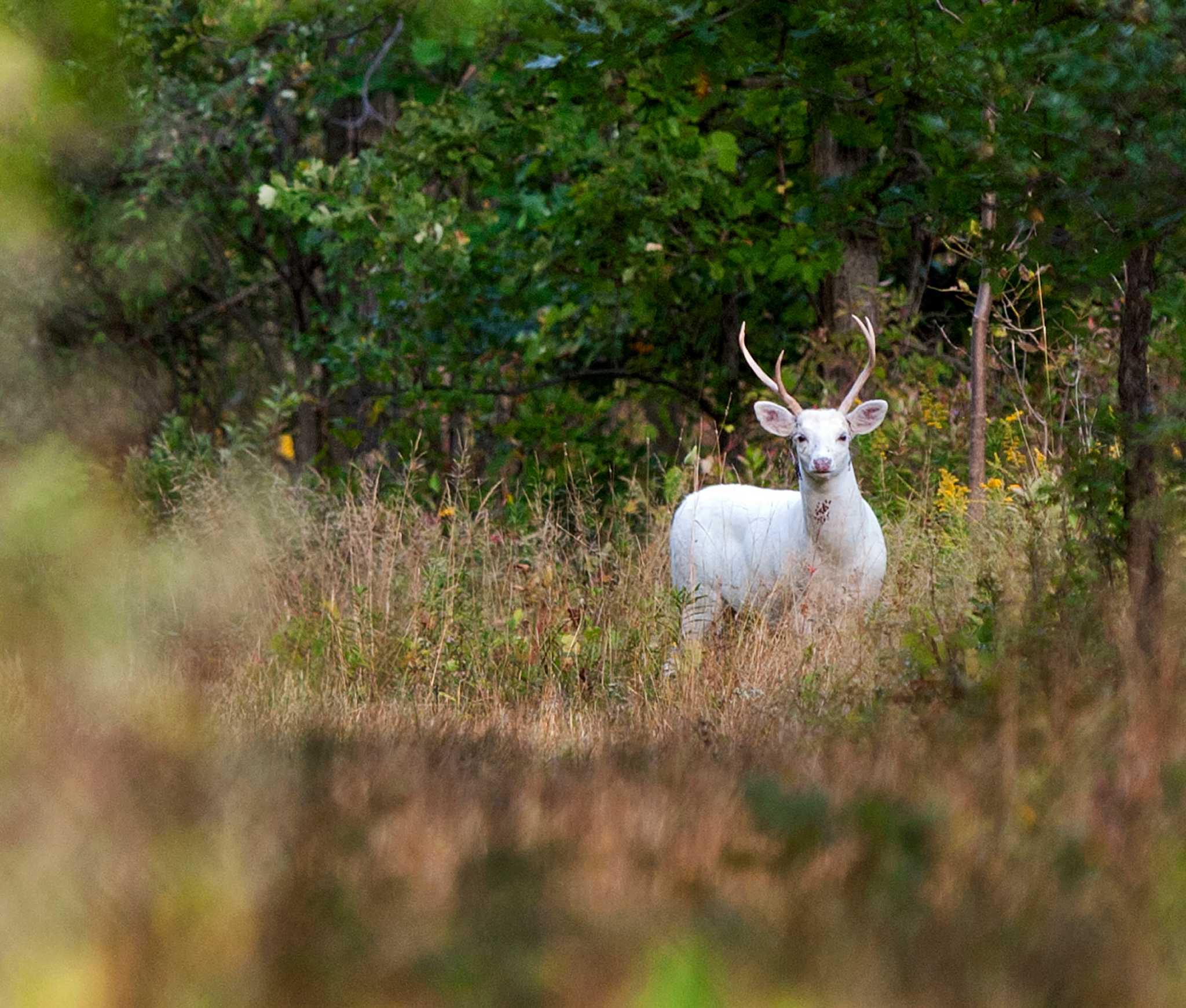 Rare deer face uncertain fate
