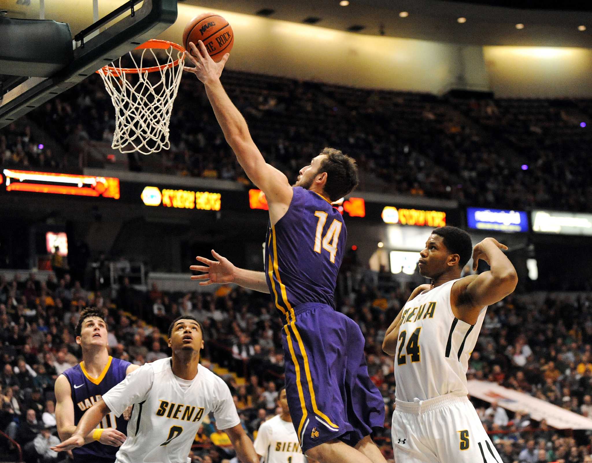 Great Danes win dog fight