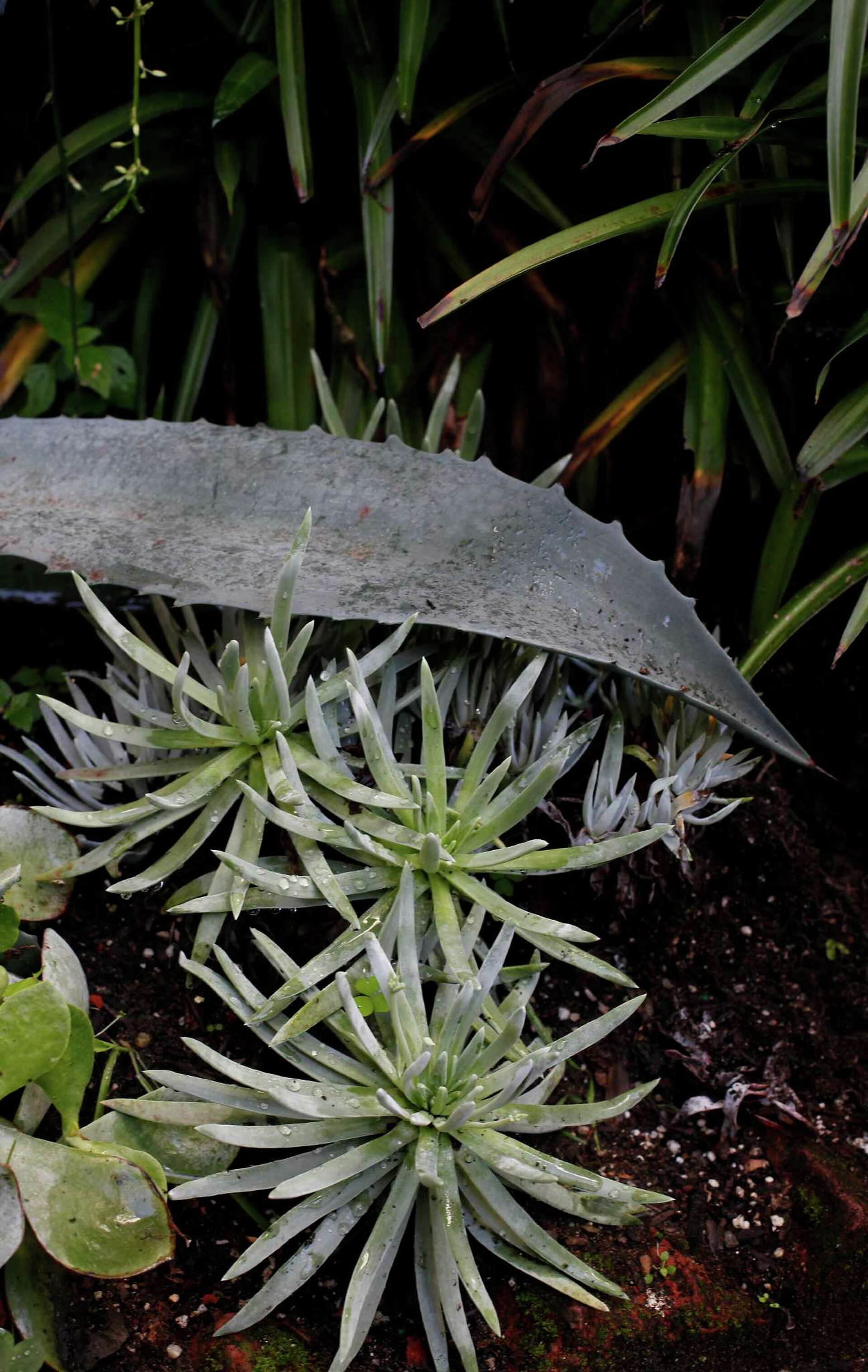 Simple, stunning home garden thrives with sculptural touch