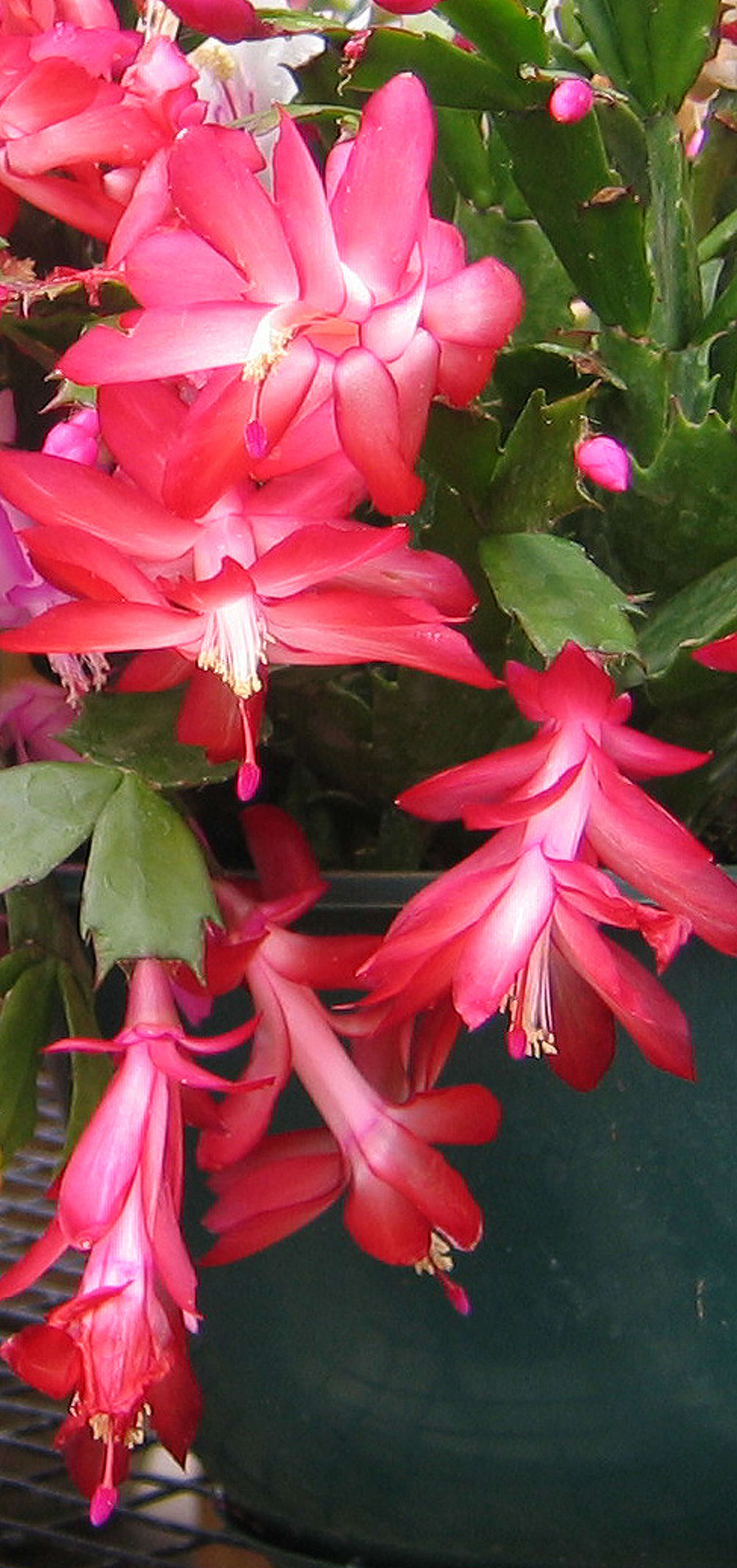 Christmas cactus: the other holiday plant