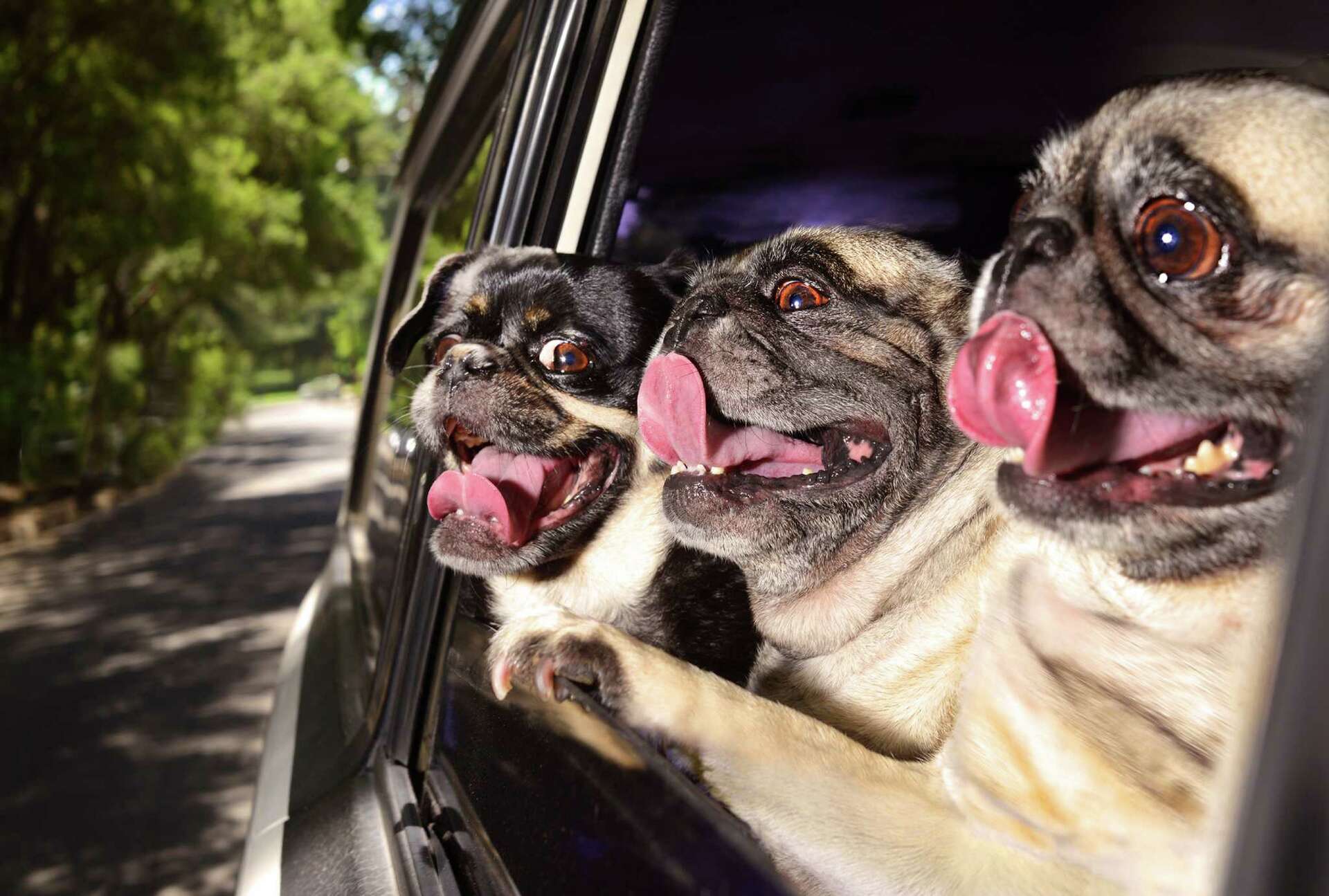 'Dogs in Cars' captures joys of being a dog
