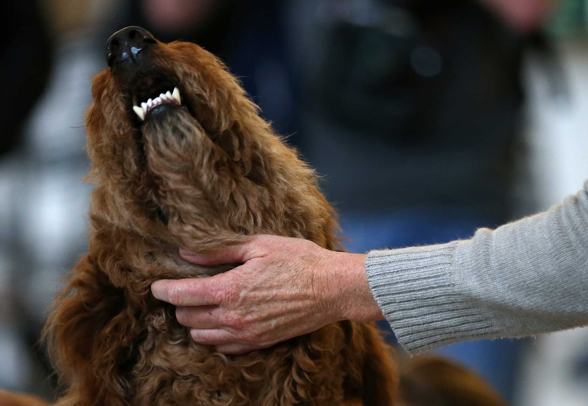 6 safety tips for dog owners