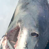 Huge mako shark caught in the Gulf - Houston Chronicle