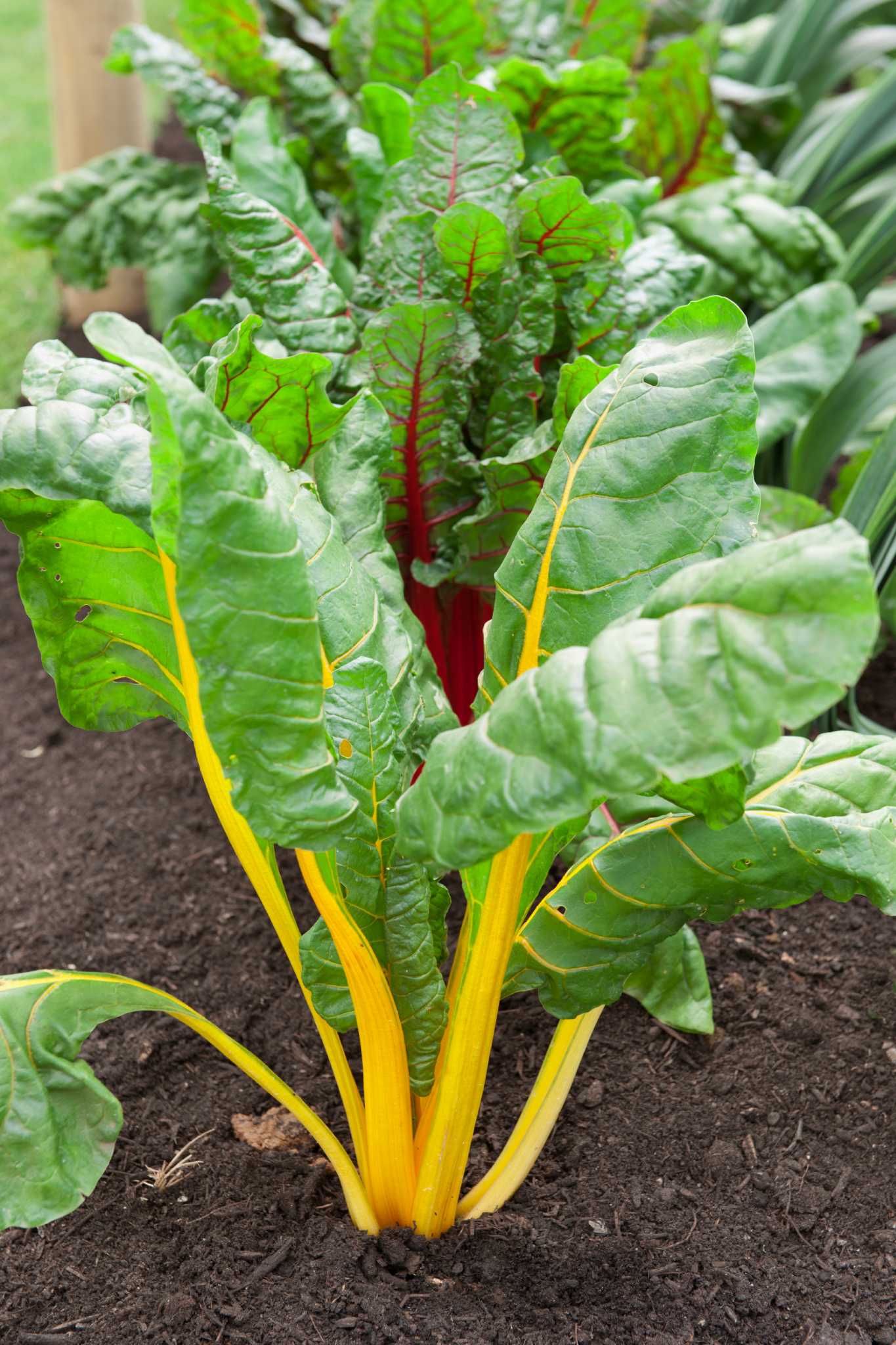 Cole crops thrive in cool weather