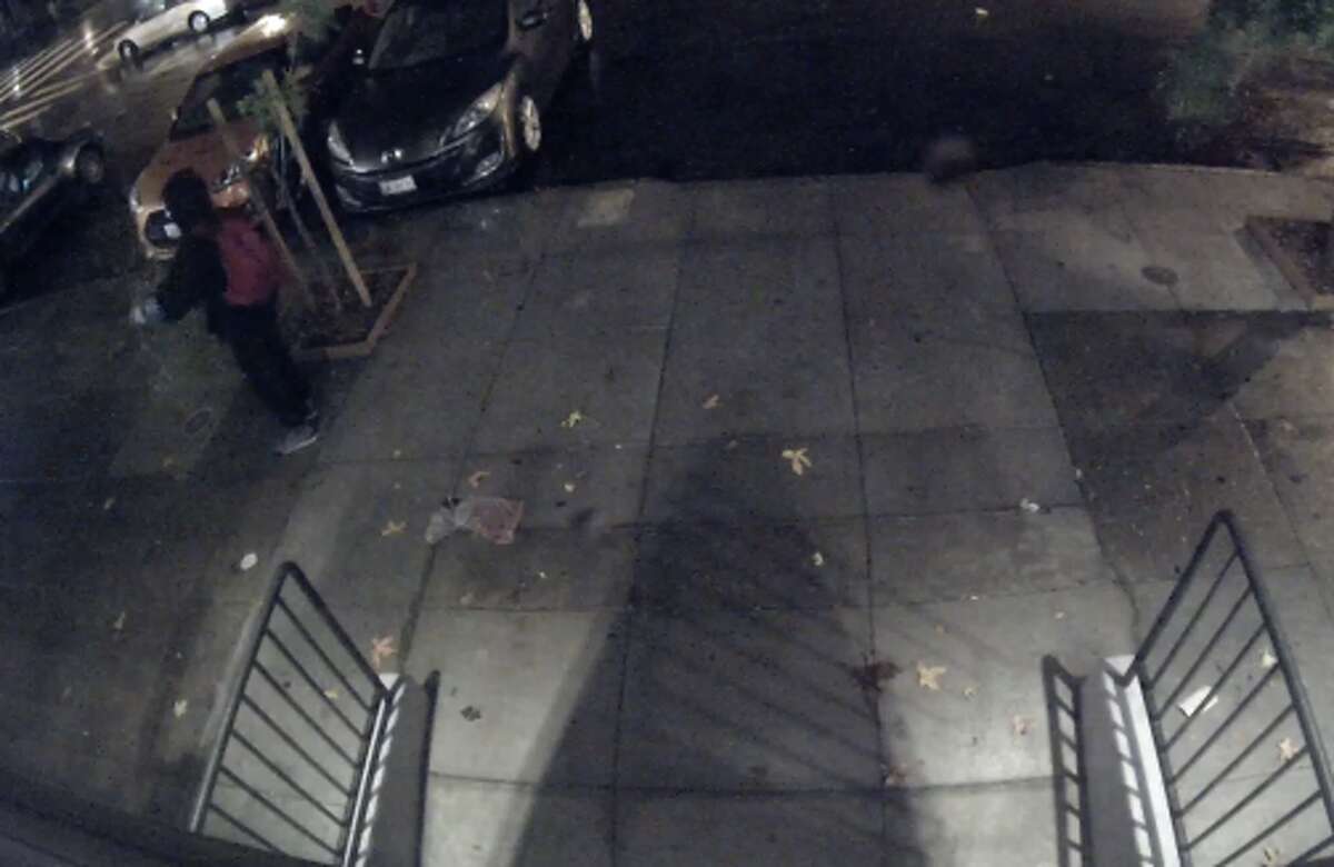 Tree vandal caught on video ripping off limb