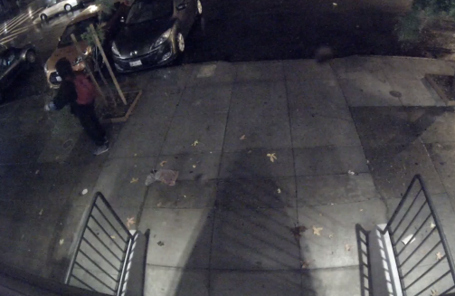 Tree vandal caught on video ripping off limb