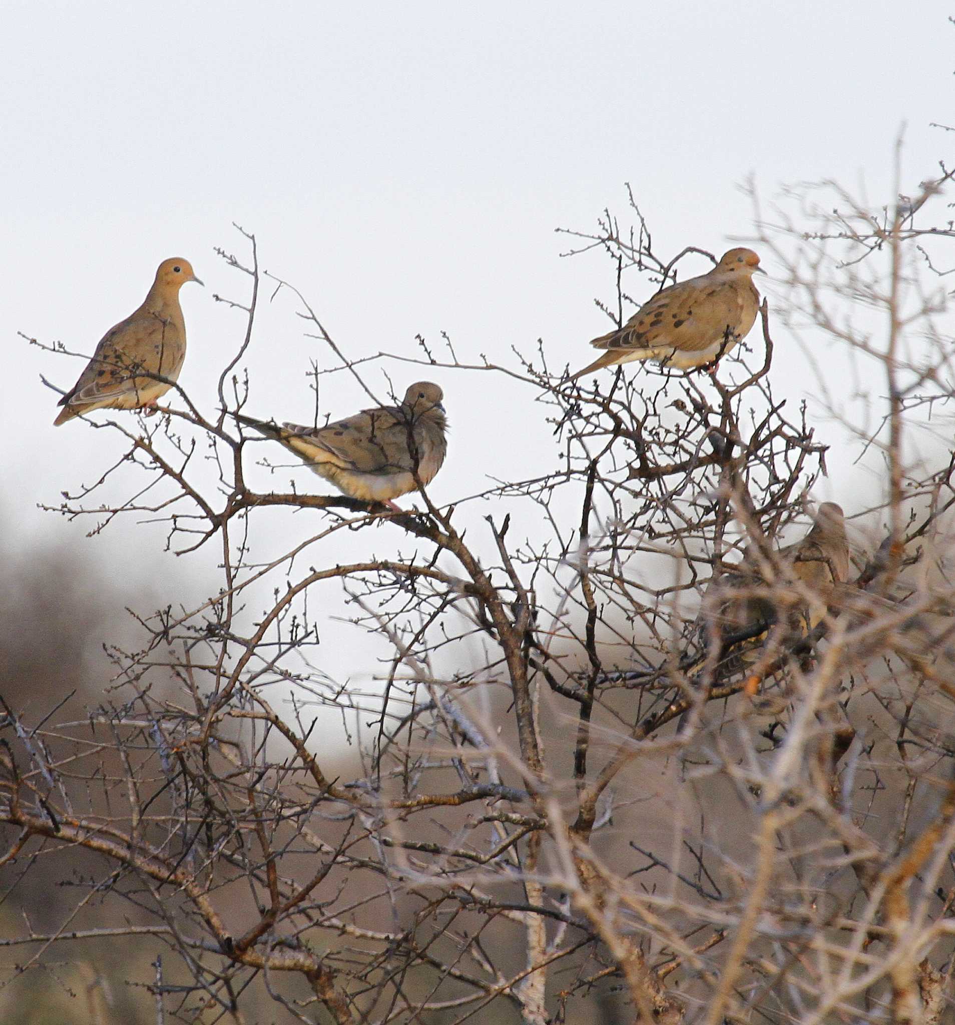 Promising winter dove season set to open