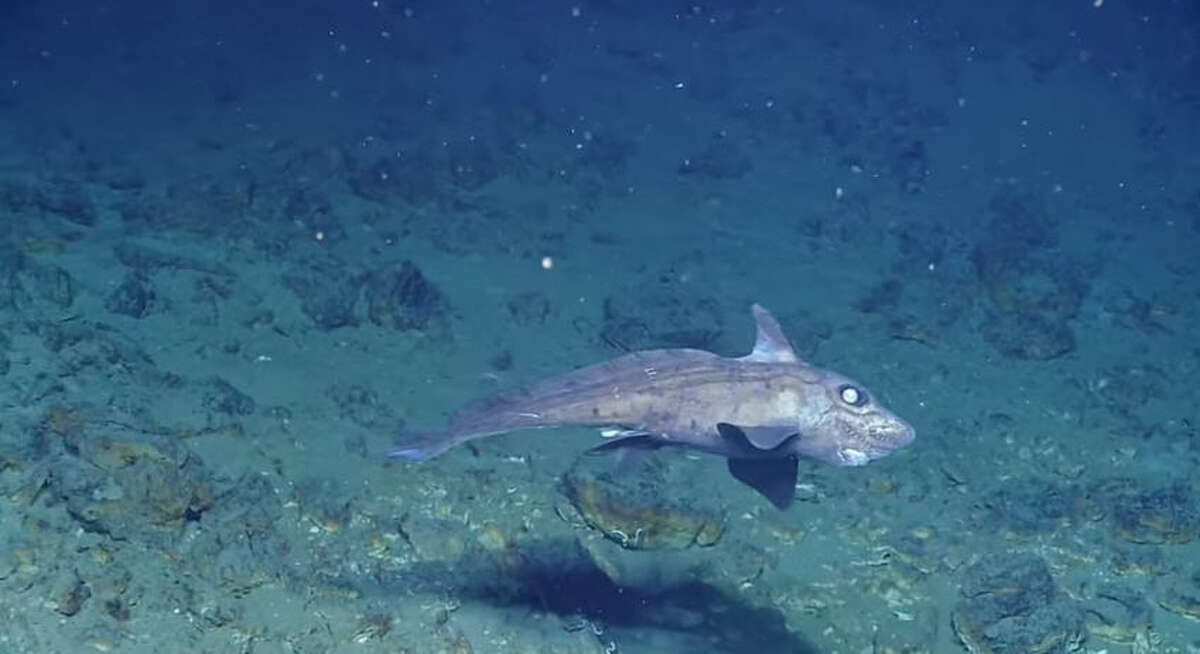 Creepy ghost shark covered with parasites spotted at the bottom of the Gulf
