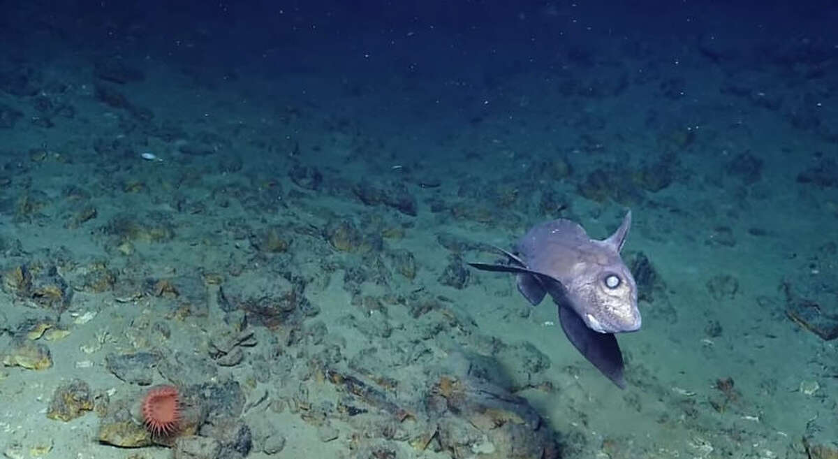 Creepy ghost shark covered with parasites spotted at the bottom of the Gulf