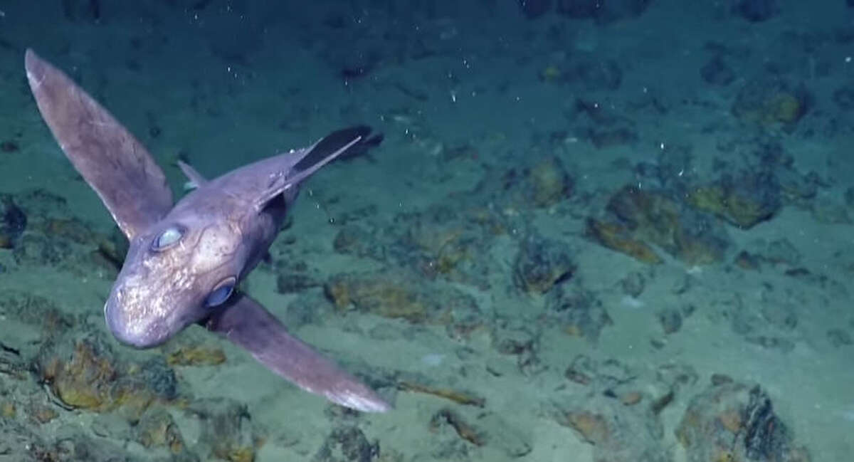 Creepy ghost shark covered with parasites spotted at the bottom of the Gulf