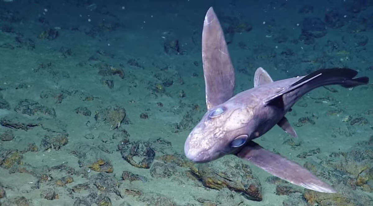 Creepy ghost shark covered with parasites spotted at the bottom of the Gulf