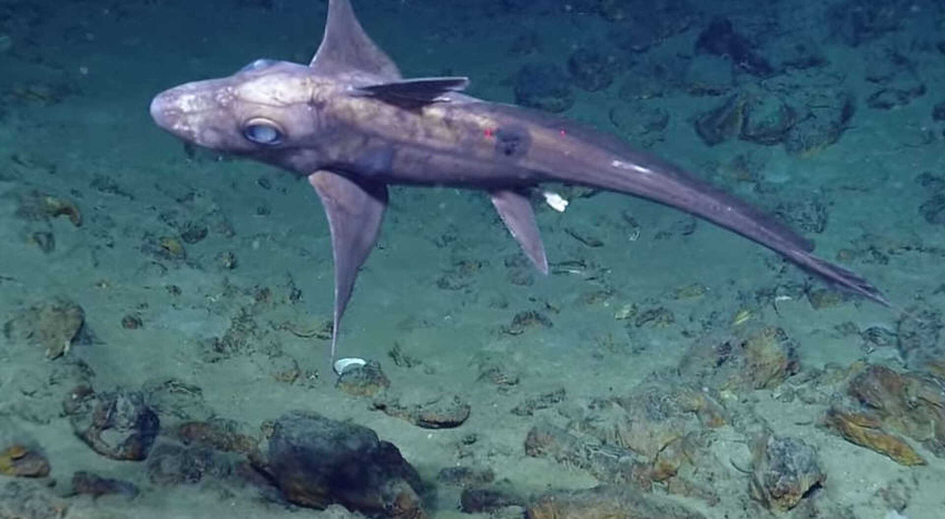Creepy ghost shark covered with parasites spotted at the bottom of the Gulf
