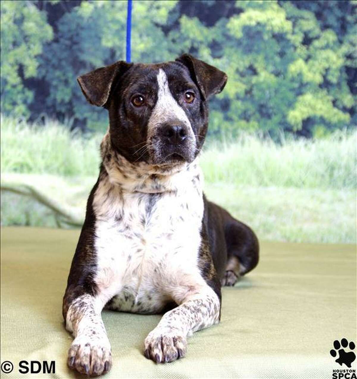 Houston SPCA offering budget pet adoptions for the holidays