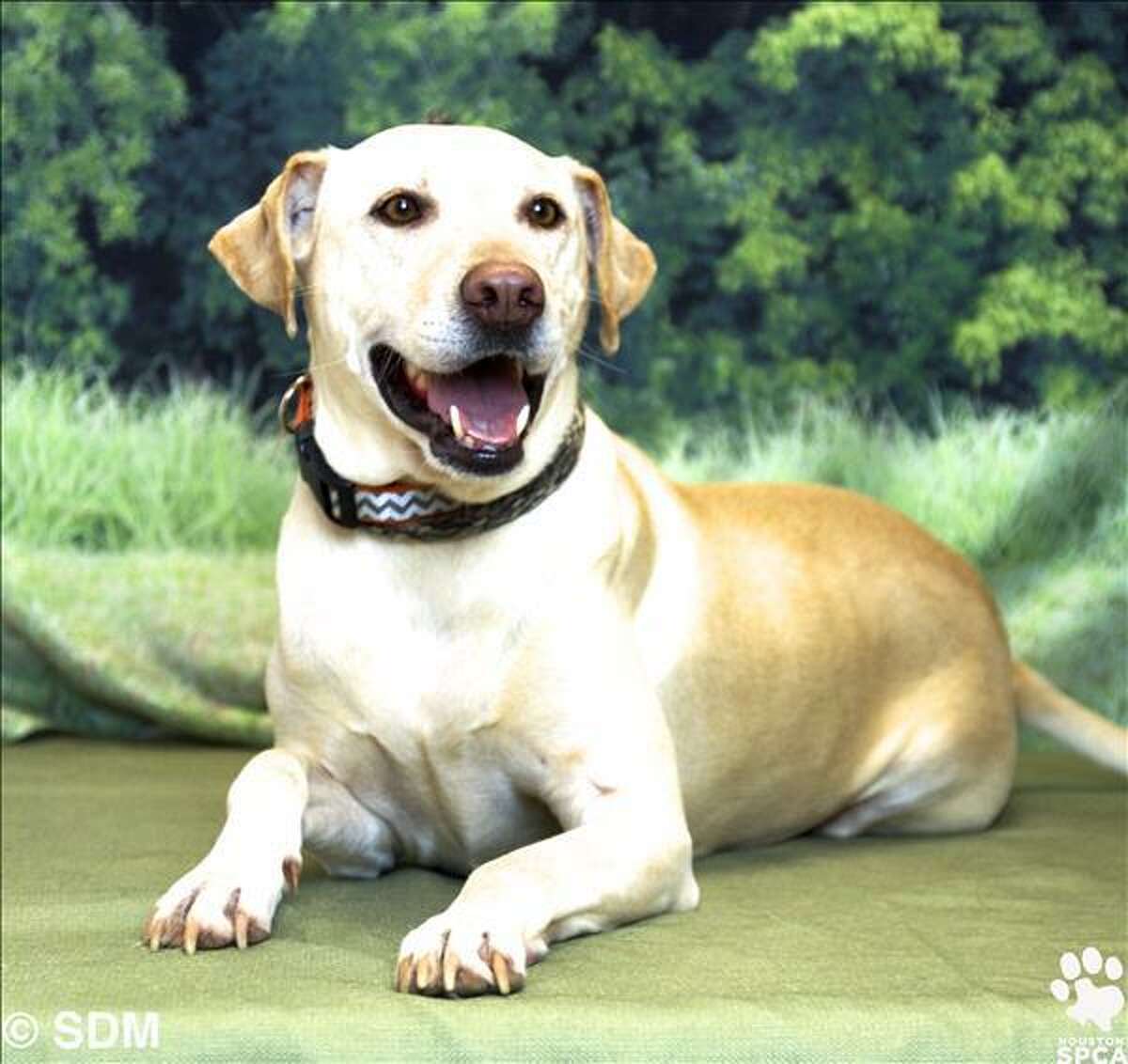 Houston SPCA offering budget pet adoptions for the holidays