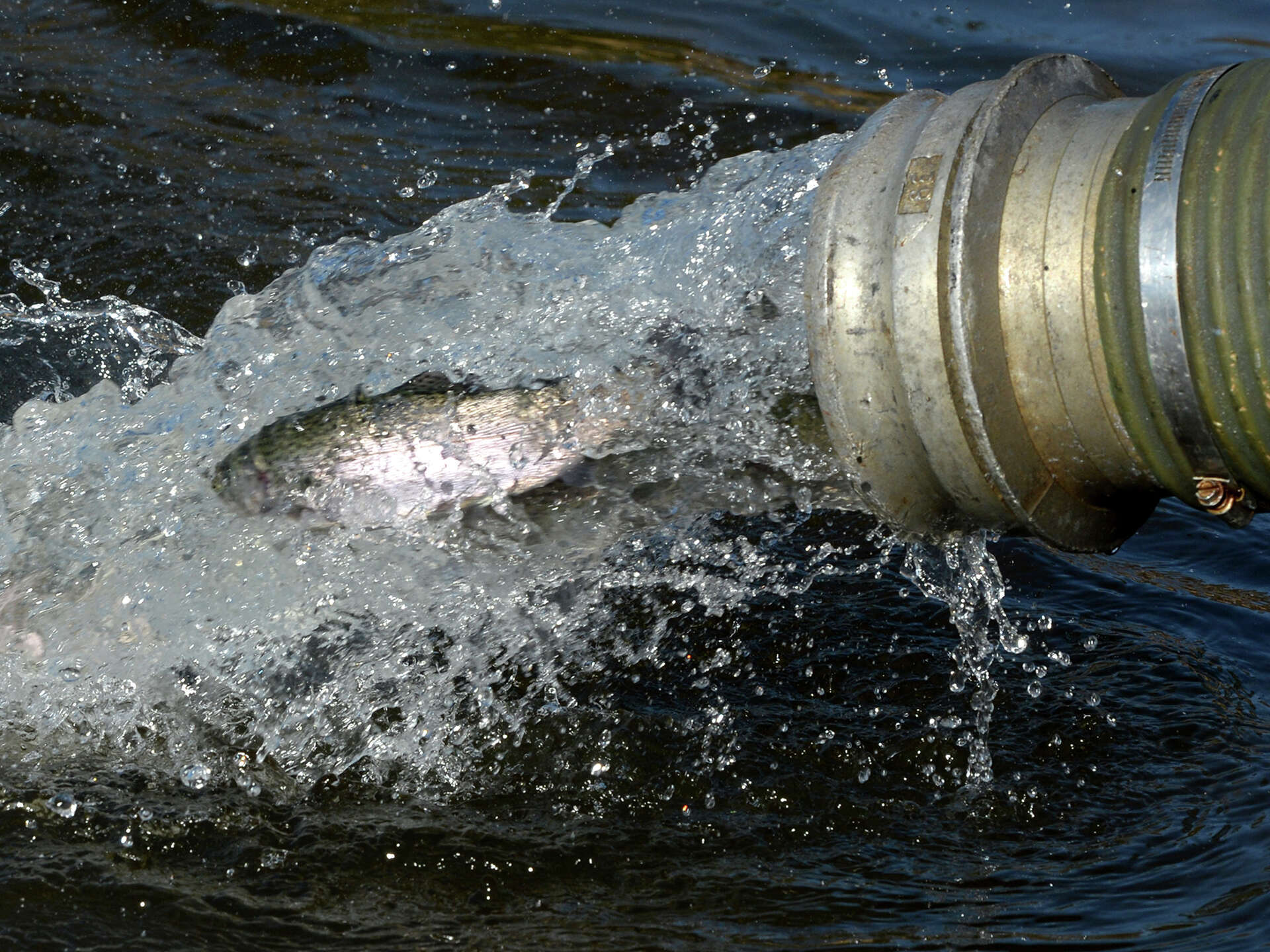 Winter rainbow trout stocking underway statewide. Here's what to know