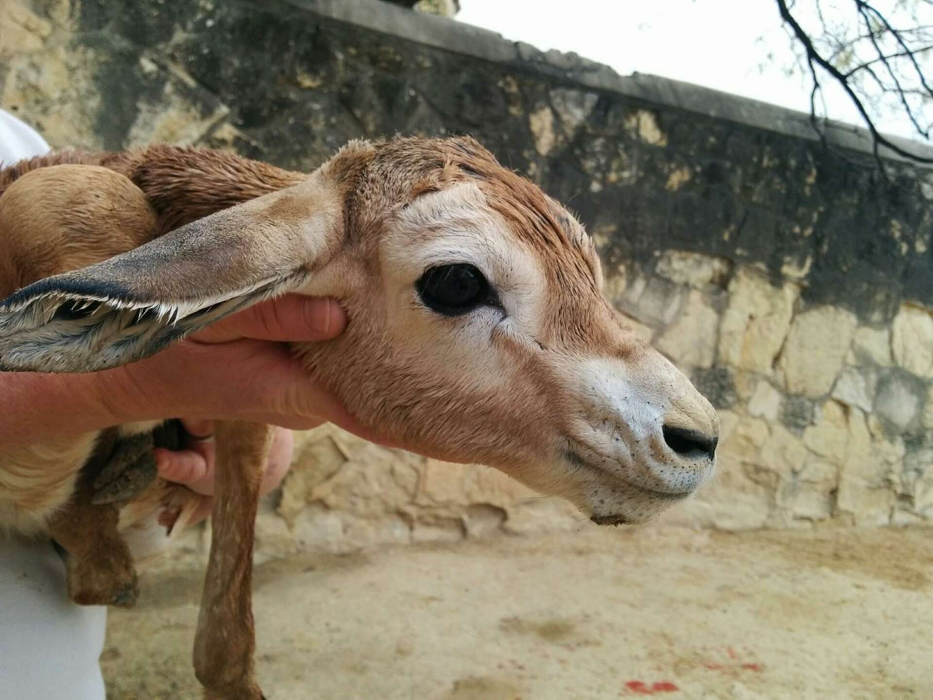 ‘Critically endangered’ gazelle born at San Antonio Zoo