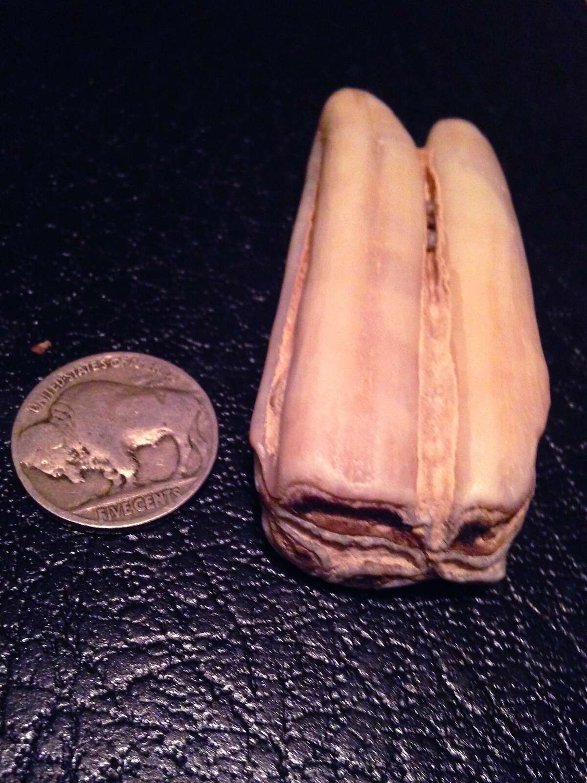 Storms bring forth prehistoric treasures