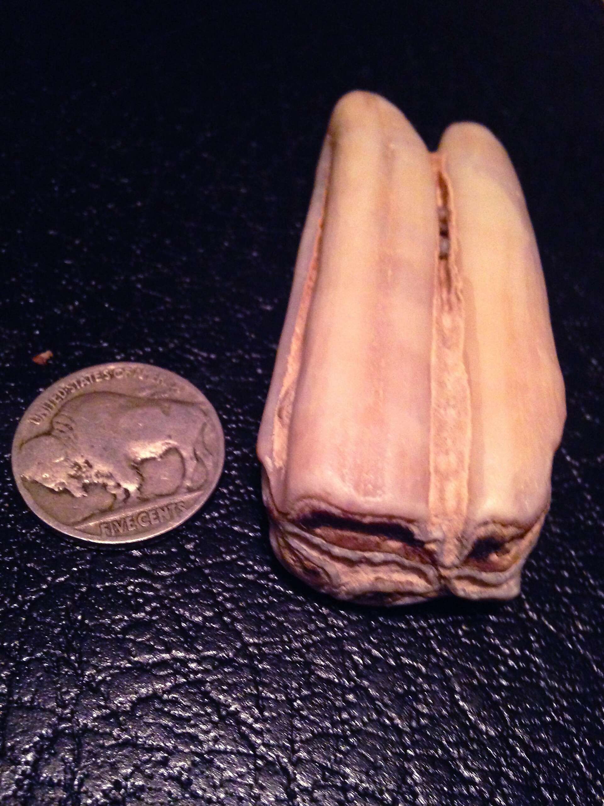 Storms bring forth prehistoric treasures