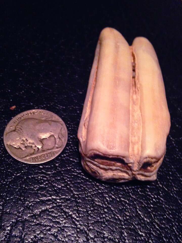 Storms bring forth prehistoric treasures