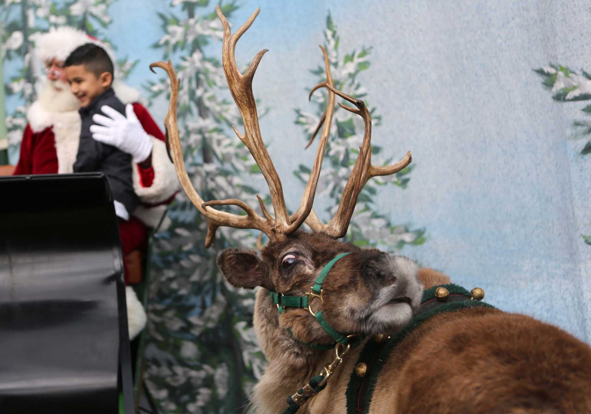 Santa's reindeer cleared for travel in California