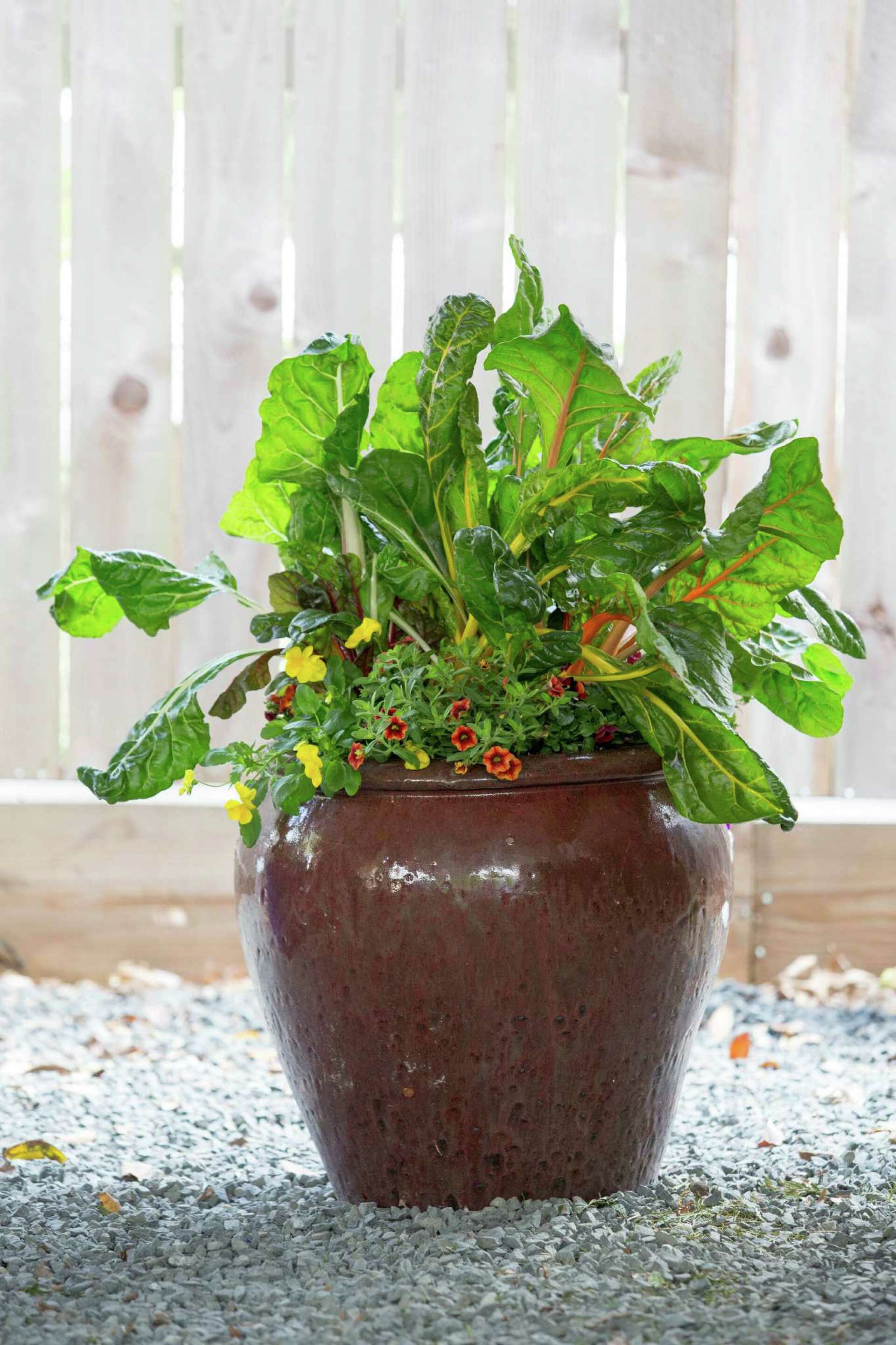 Create an instant landscape in a winter container garden