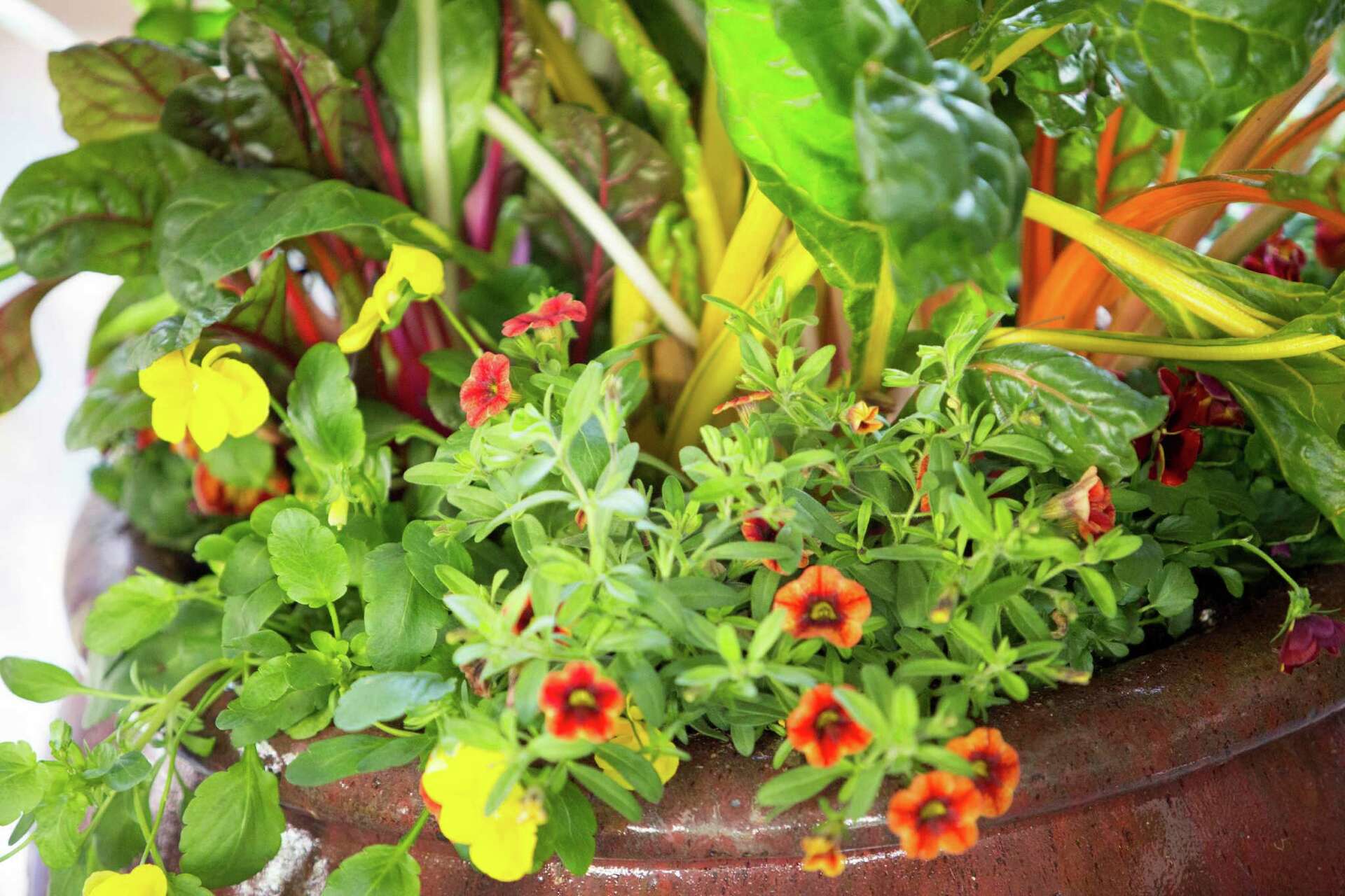Create an instant landscape in a winter container garden