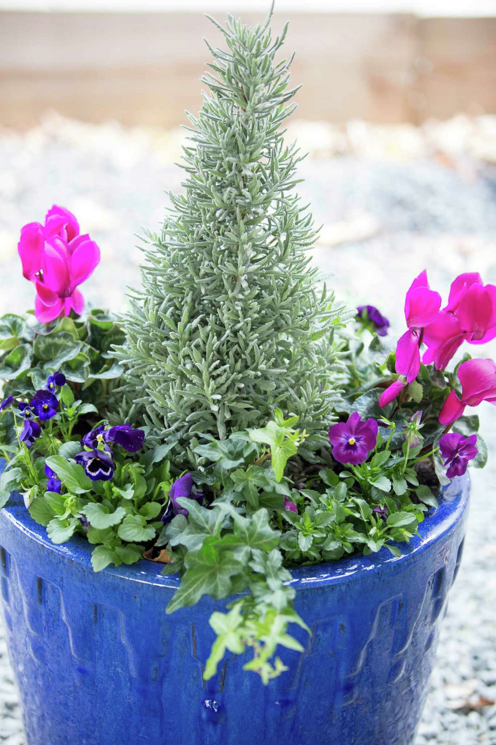 Create an instant landscape in a winter container garden