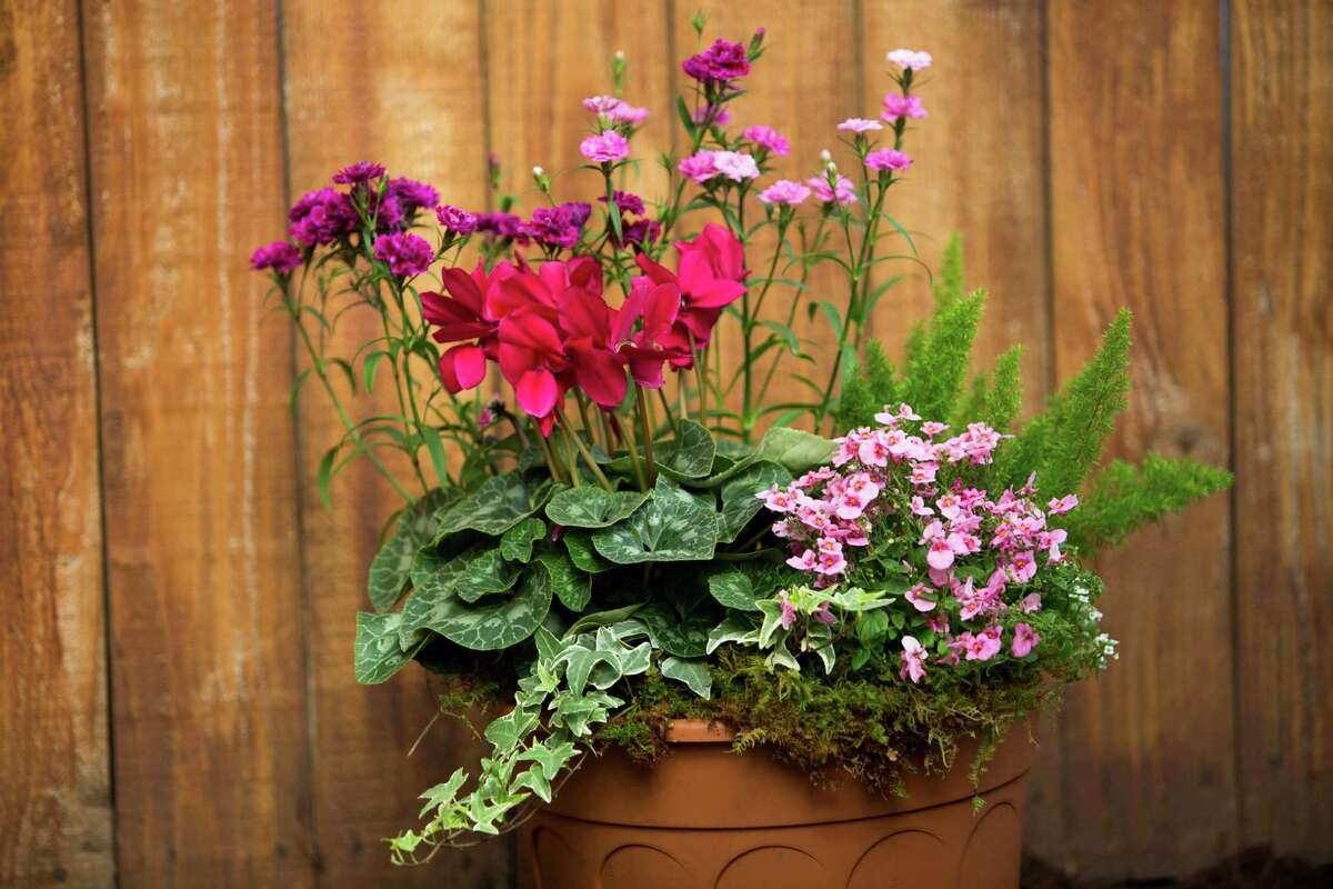 Create an instant landscape in a winter container garden