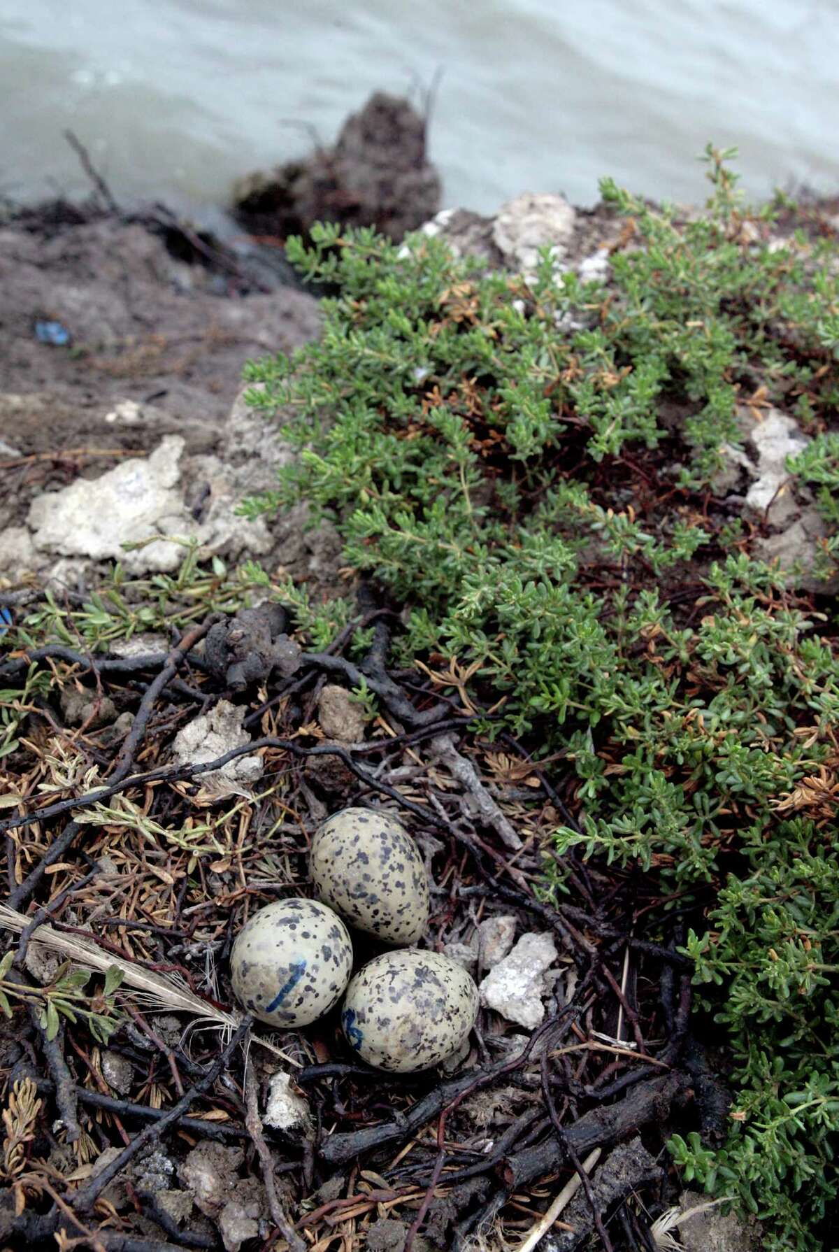 Chemicals’ phaseout a 'success story’ for S.F. Bay wildlife