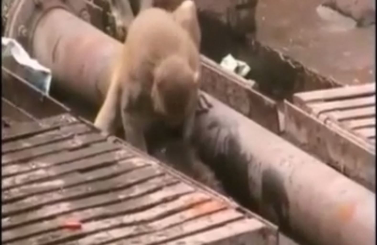 Monkey gives first aid to electrocuted friend