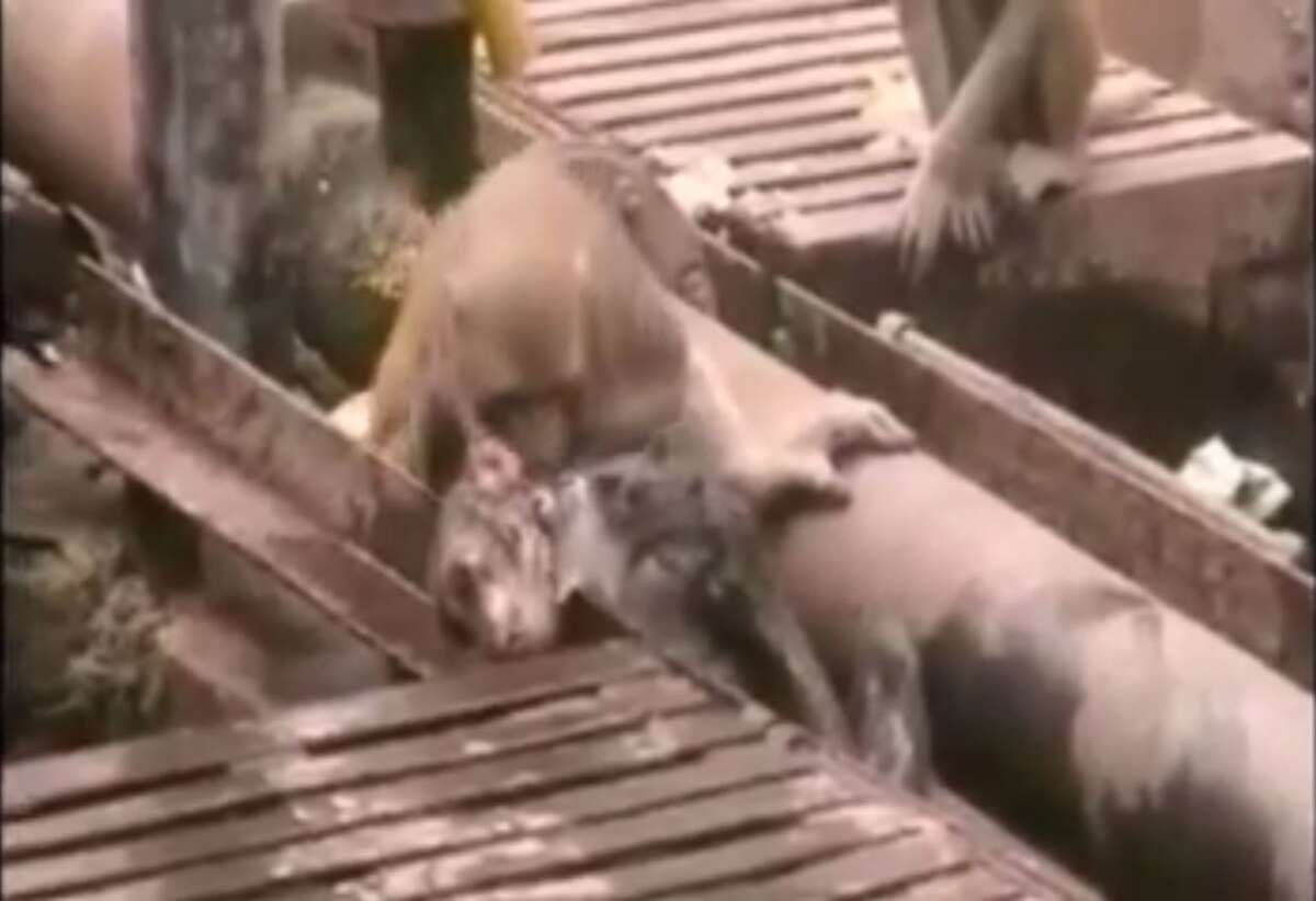 Monkey gives first aid to electrocuted friend