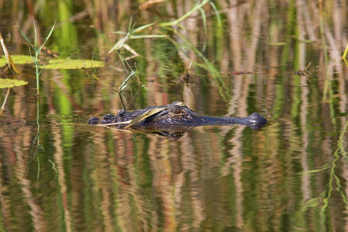 Houston area is home to great spots to see birds