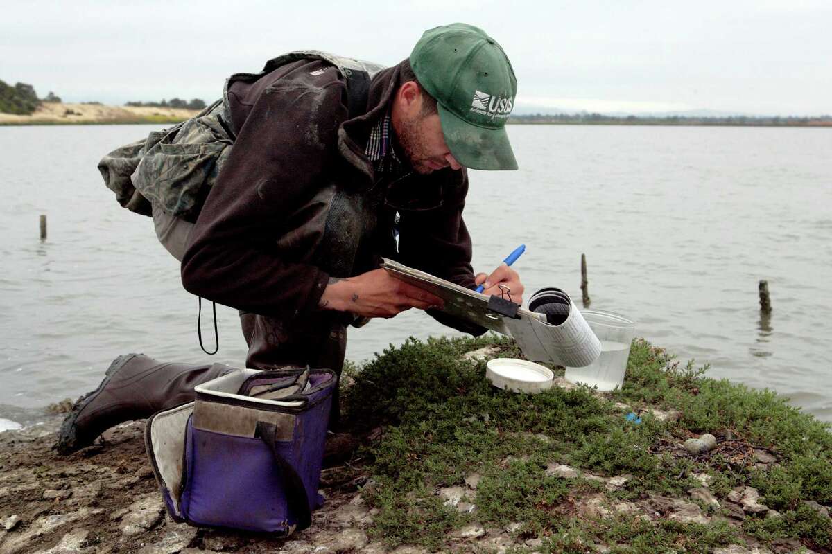 Chemicals’ phaseout a 'success story’ for S.F. Bay wildlife