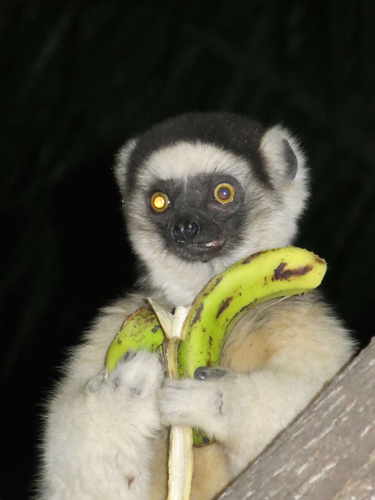 Traveling to Madagascar: A country full of lemurs, sapphires, rare ...