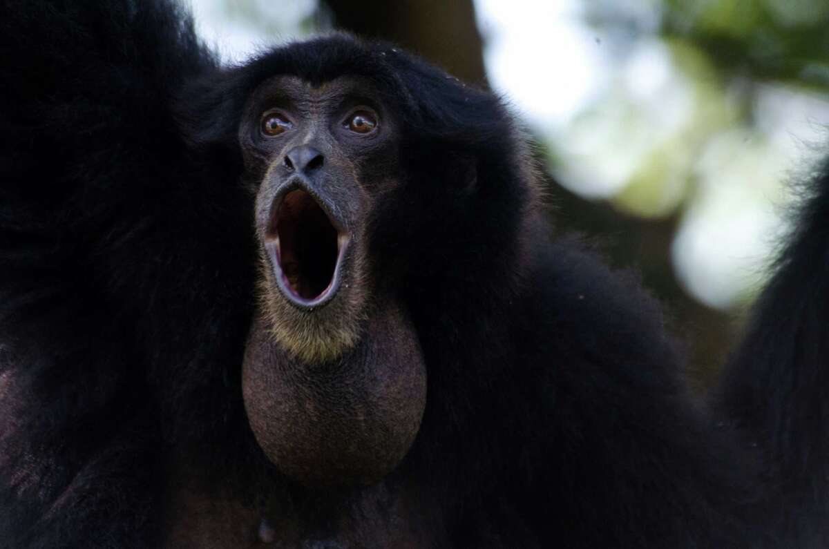 Monkey in selfie case has no right to sue for copyright infringement ...