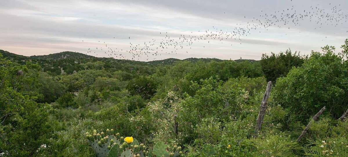San Antonio’s Bracken Cave bats part of global TV event