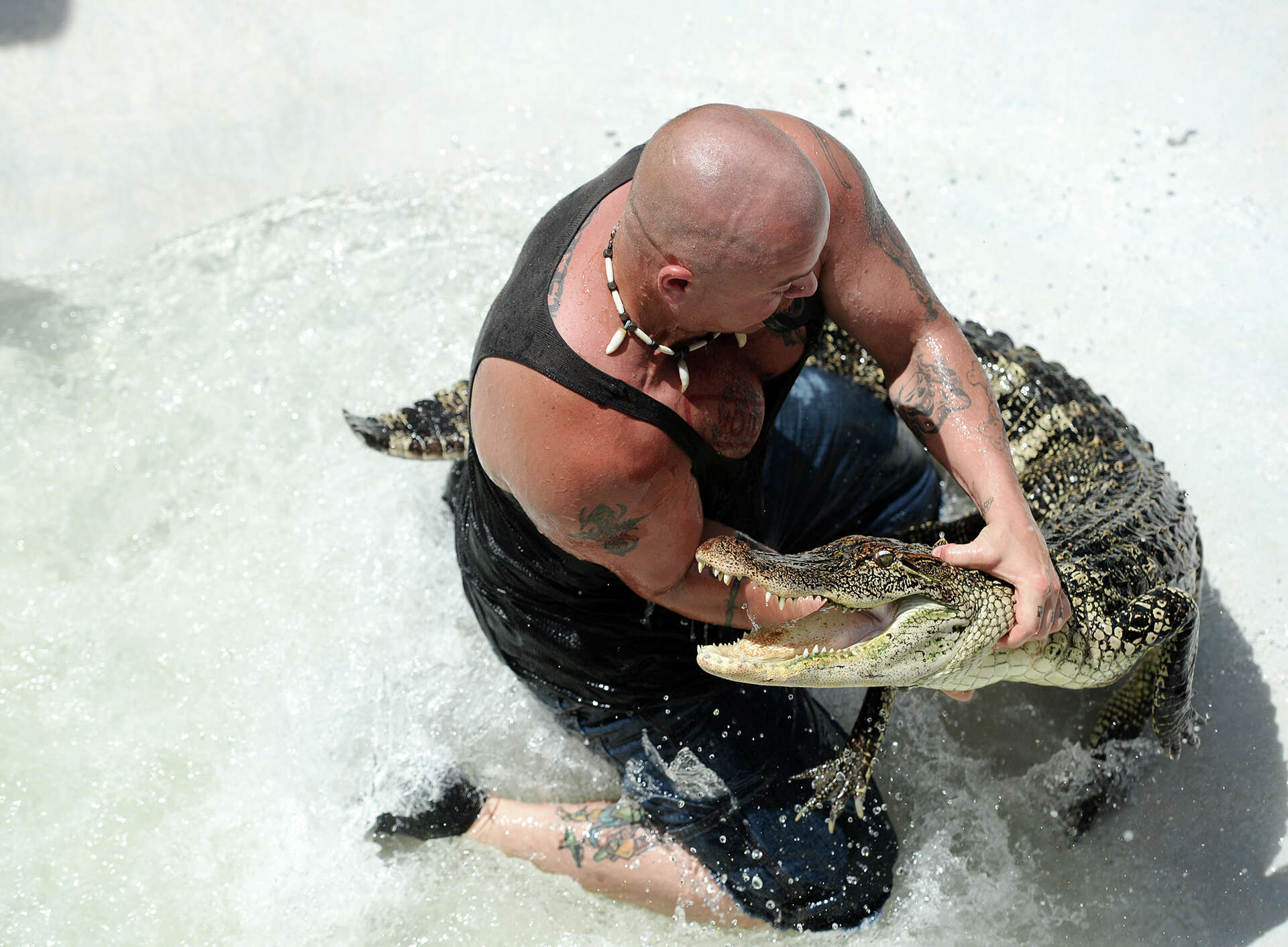 Photos: Gator Country nabs 400 pound monster in Groves