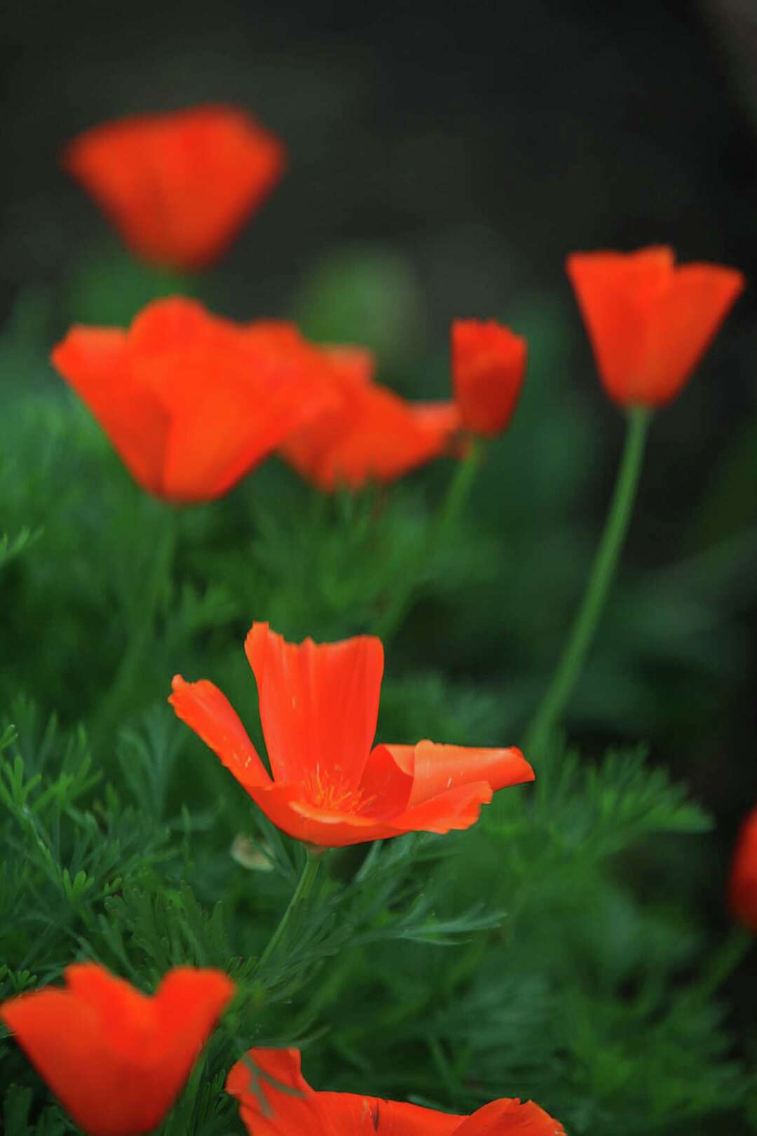 Glasses help color-blind see trees of green, red roses, too