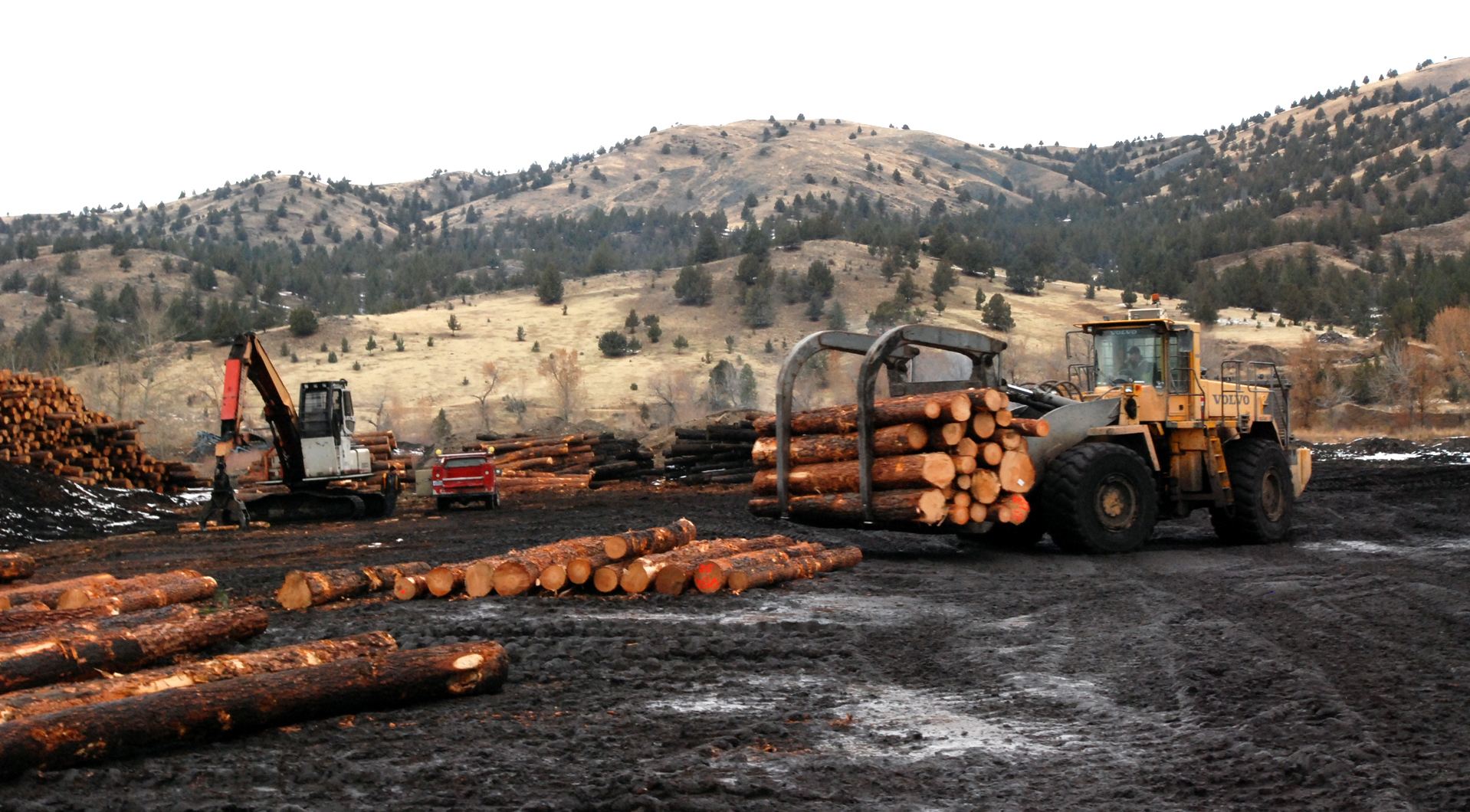 Conservationists, loggers team up in Oregon to protect forests, halt fires