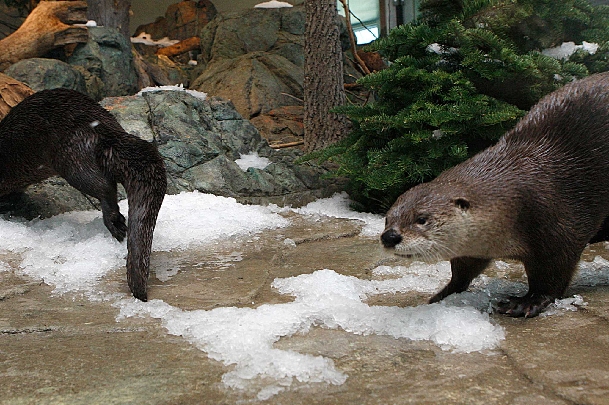 Otter Snow Day at the Aquarium of the Bay