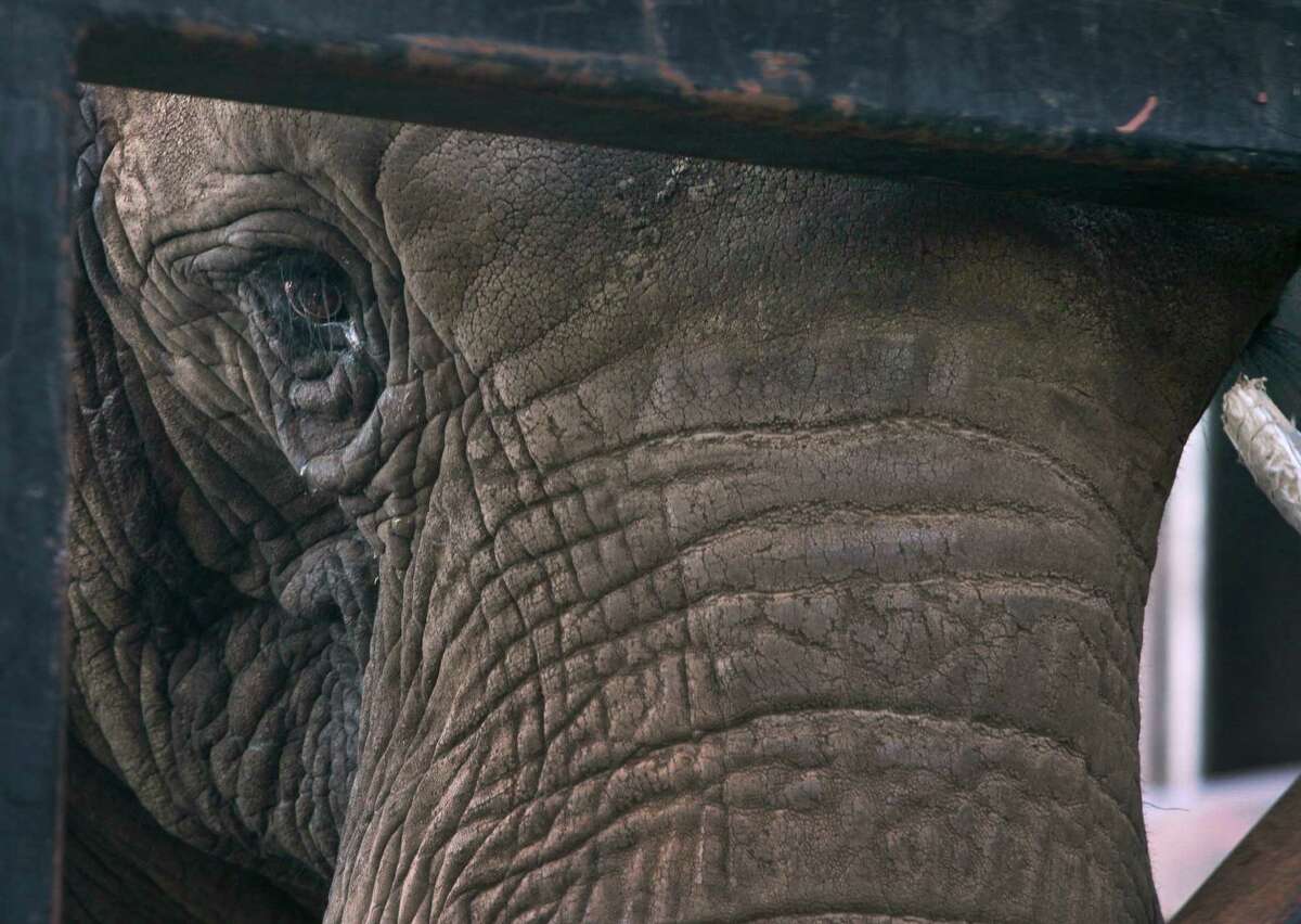 After difficult lessons, Oakland Zoo a leader in elephant welfare
