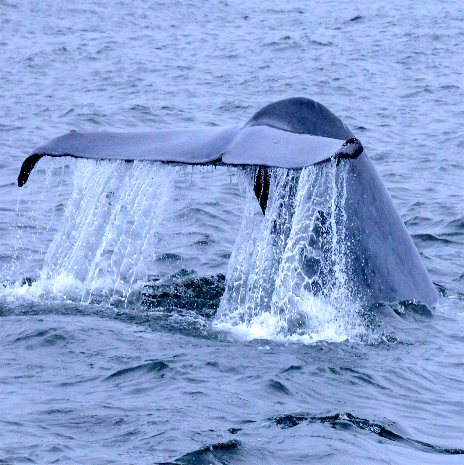 What to do in CA: Whalefest Monterey, Southwest Arts Festival