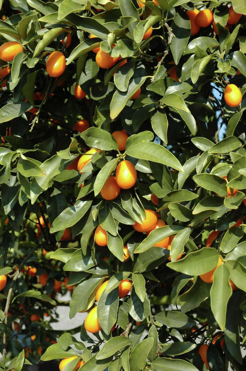 Citrus trees available at a plethora of seminars, sales through ...