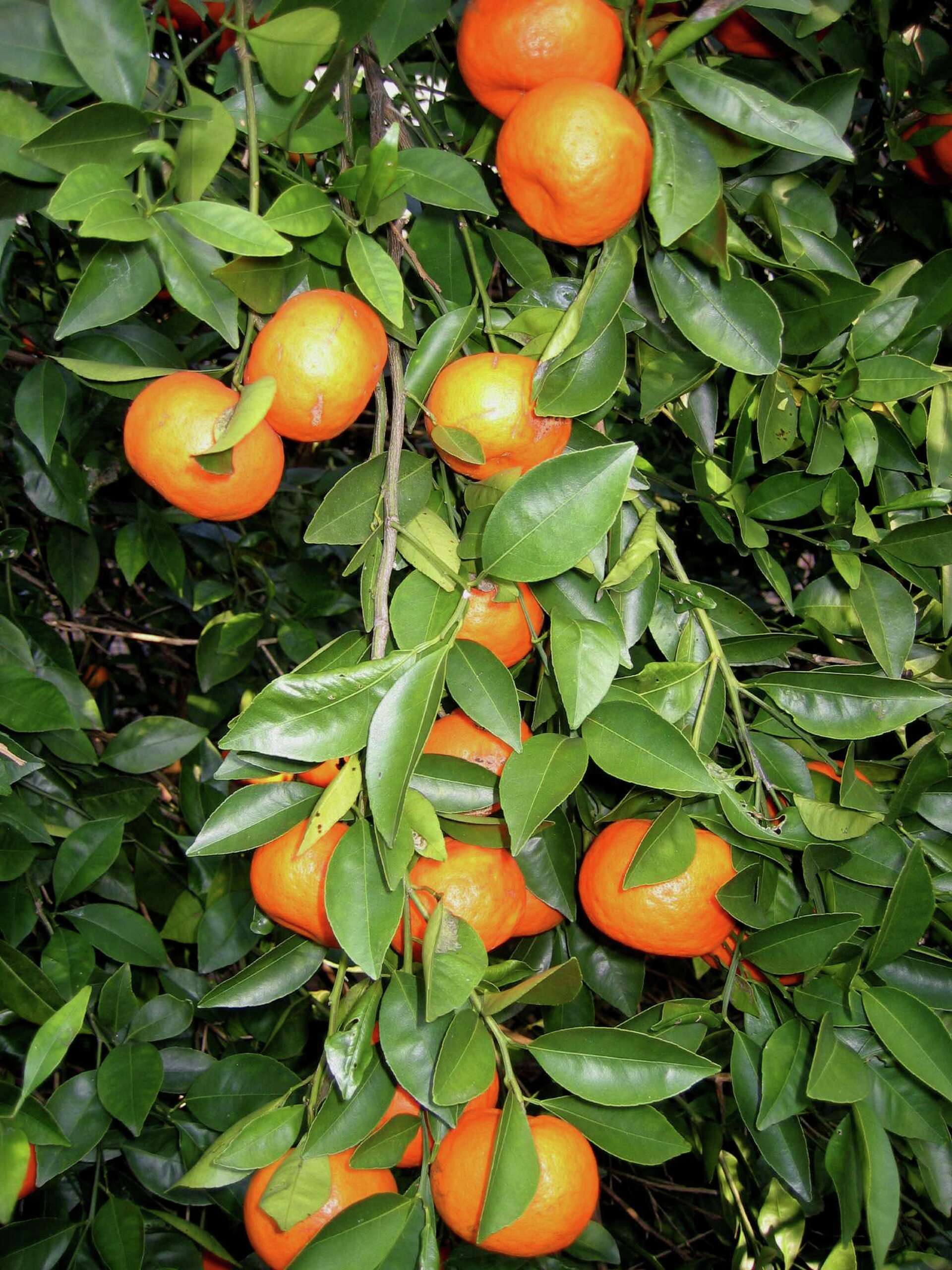 Citrus trees available at a plethora of seminars, sales through February