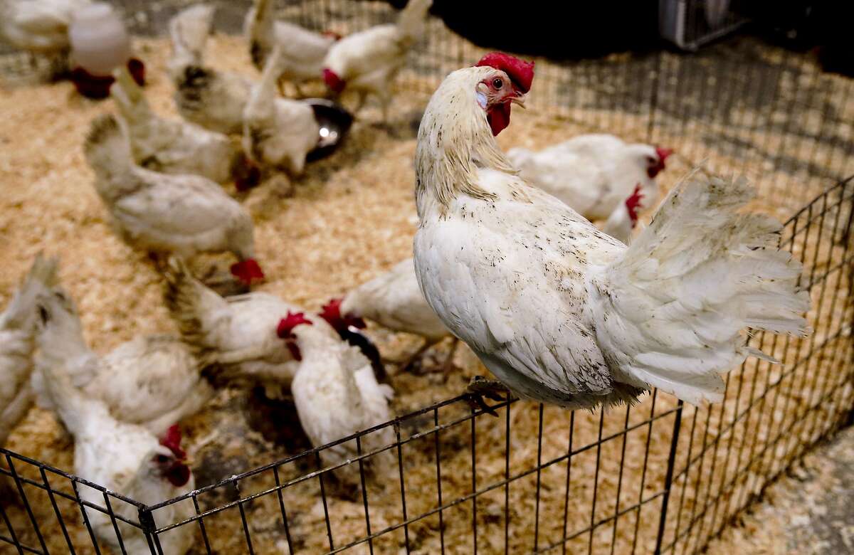 Chickens stretch their legs as Prop. 2 finally takes effect