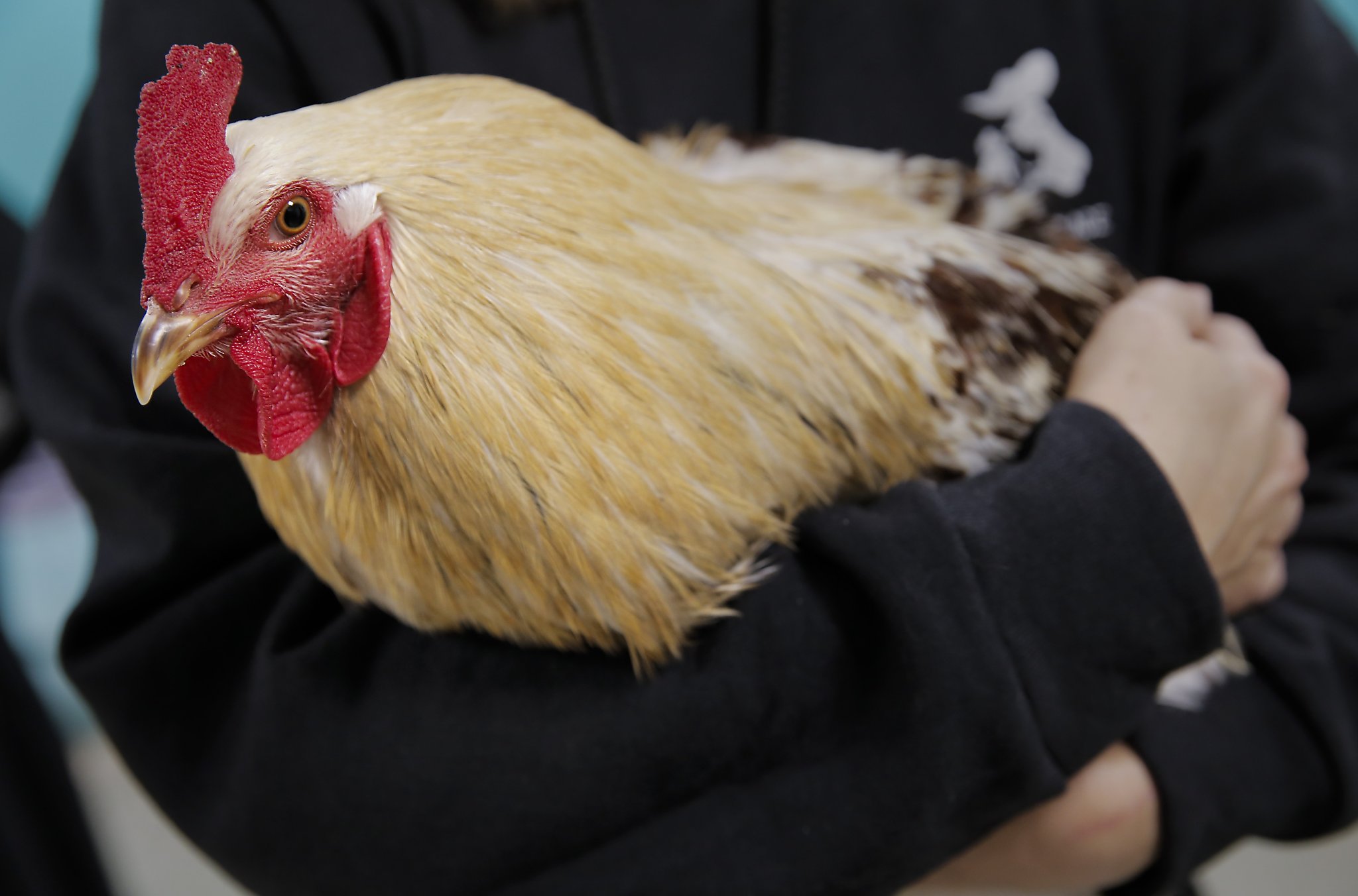 Chickens stretch their legs as Prop. 2 finally takes effect