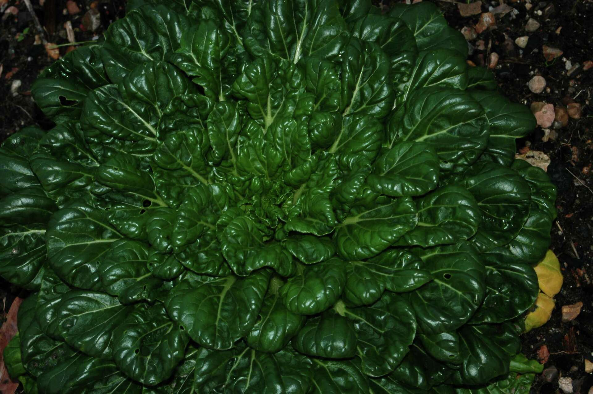 Consider growing cool- and warm-season crops