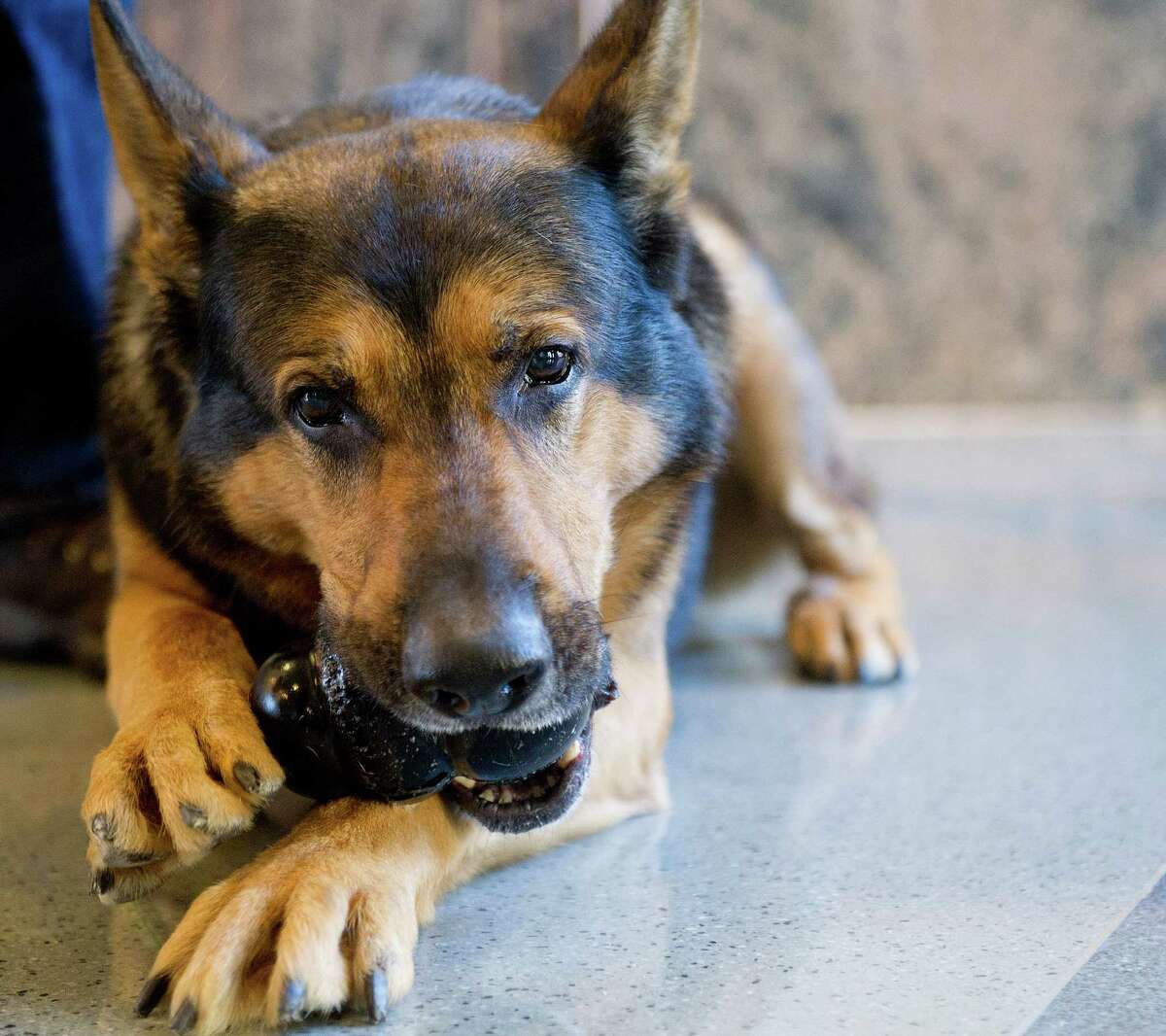 Greenwich K-9 officer adjusts to life after the job